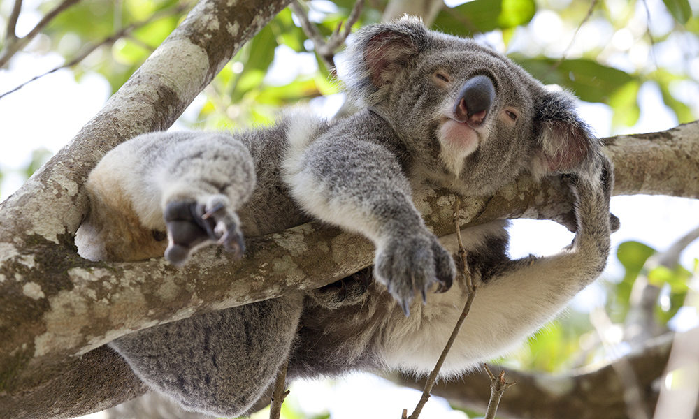 Fencing improvements to protect koalas - fencing news